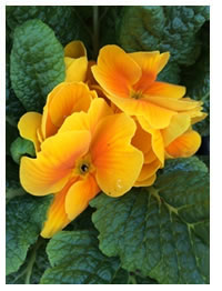 Grow the Best - Primroses | Plant Care | Eckards Garden Pavilion