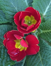 Grow the Best - Primroses | Plant Care | Eckards Garden Pavilion